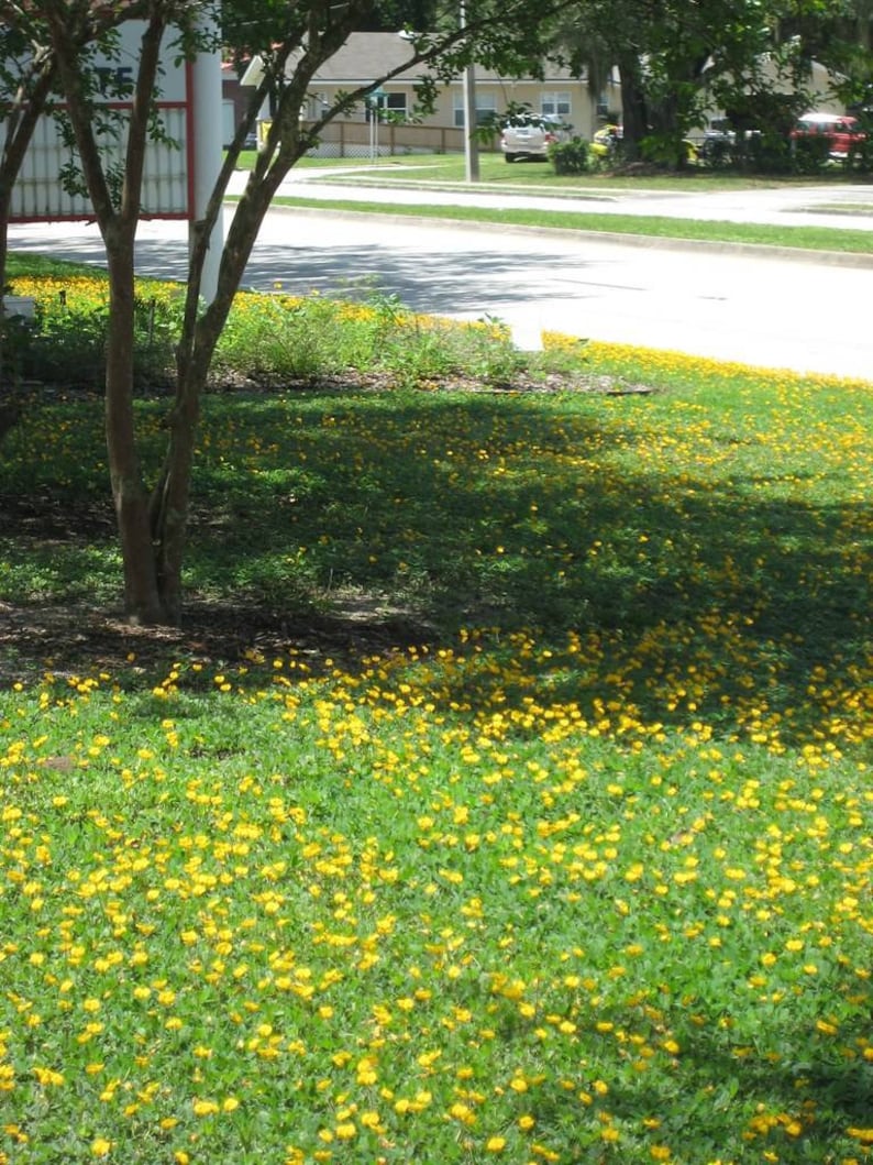 6 Perennial Peanut Plant Starters: Ecoturf Sod, Erosion Control - Etsy