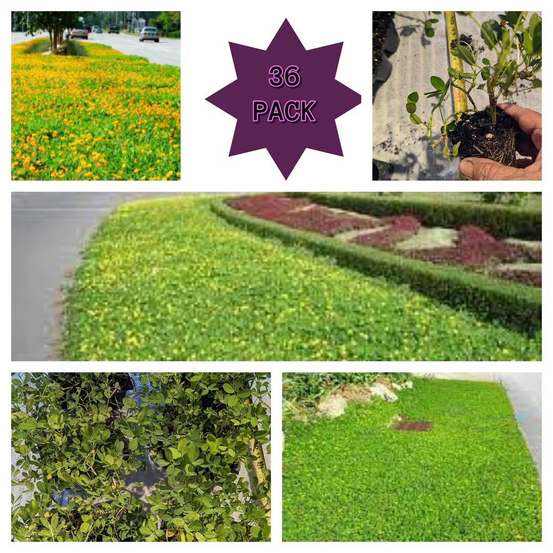 Ground Cover Perennial Perennial 36 Starter Size Tray Perennial Peanut ...
