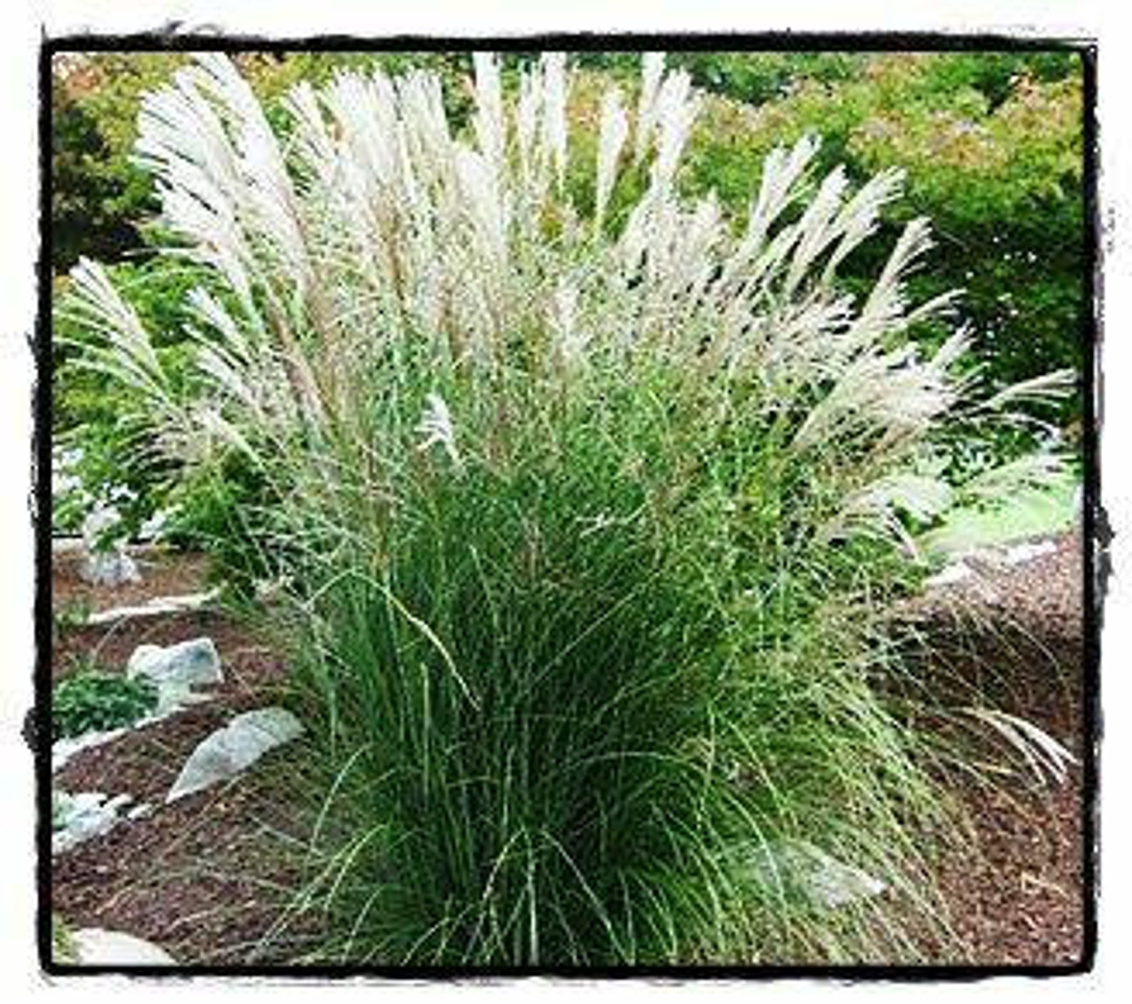 Miscanthus Adagio Mid-sized grass has graceful foliage | Etsy
