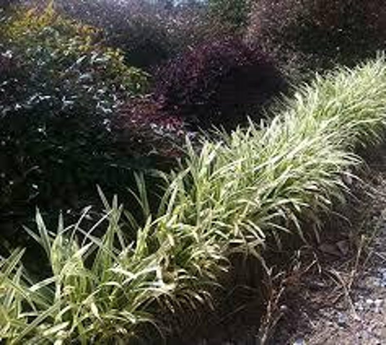 10 Aztec Grass Plants: Variegated Liriope for Bedding & Borders - Etsy