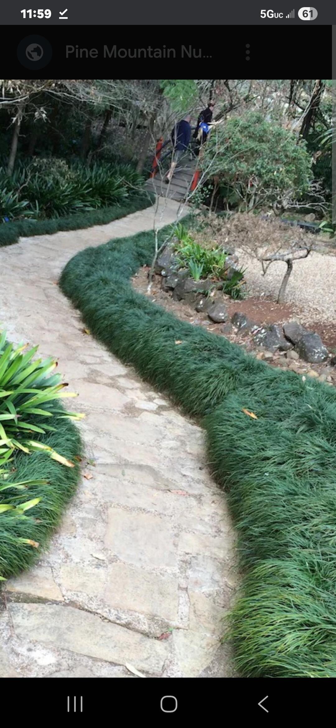 Mondo Grass (50 Starter Pack) - Etsy
