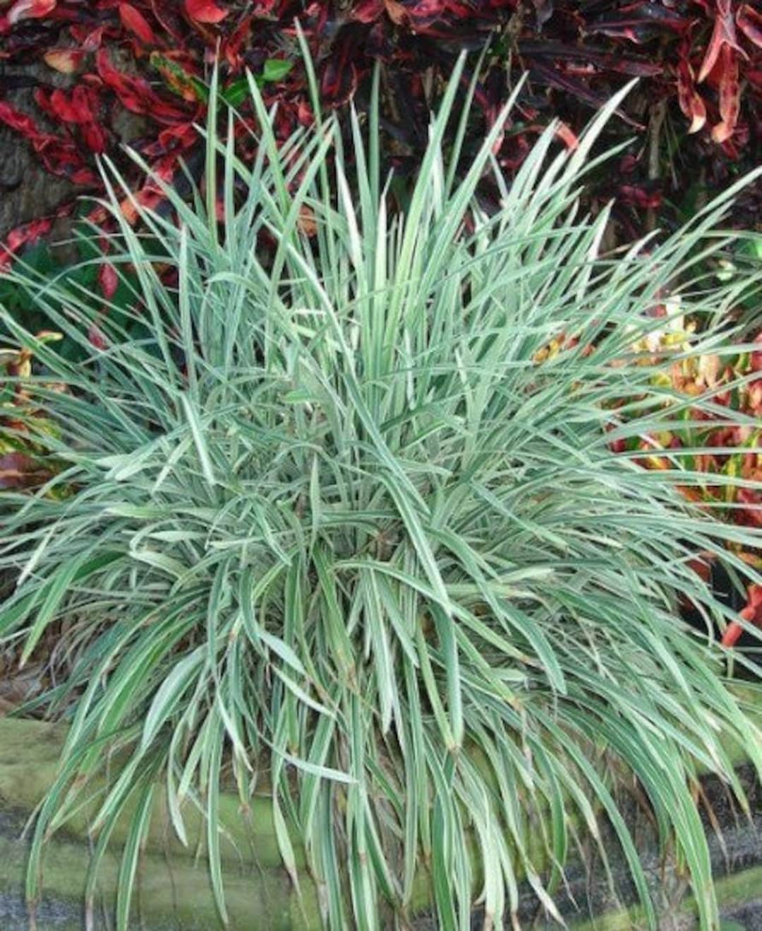 10 Aztec Grass Plants: Variegated Liriope for Bedding & Borders - Etsy