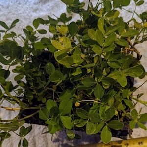 6 Perennial Peanut Plant Starters: Ecoturf Sod, Erosion Control - Etsy