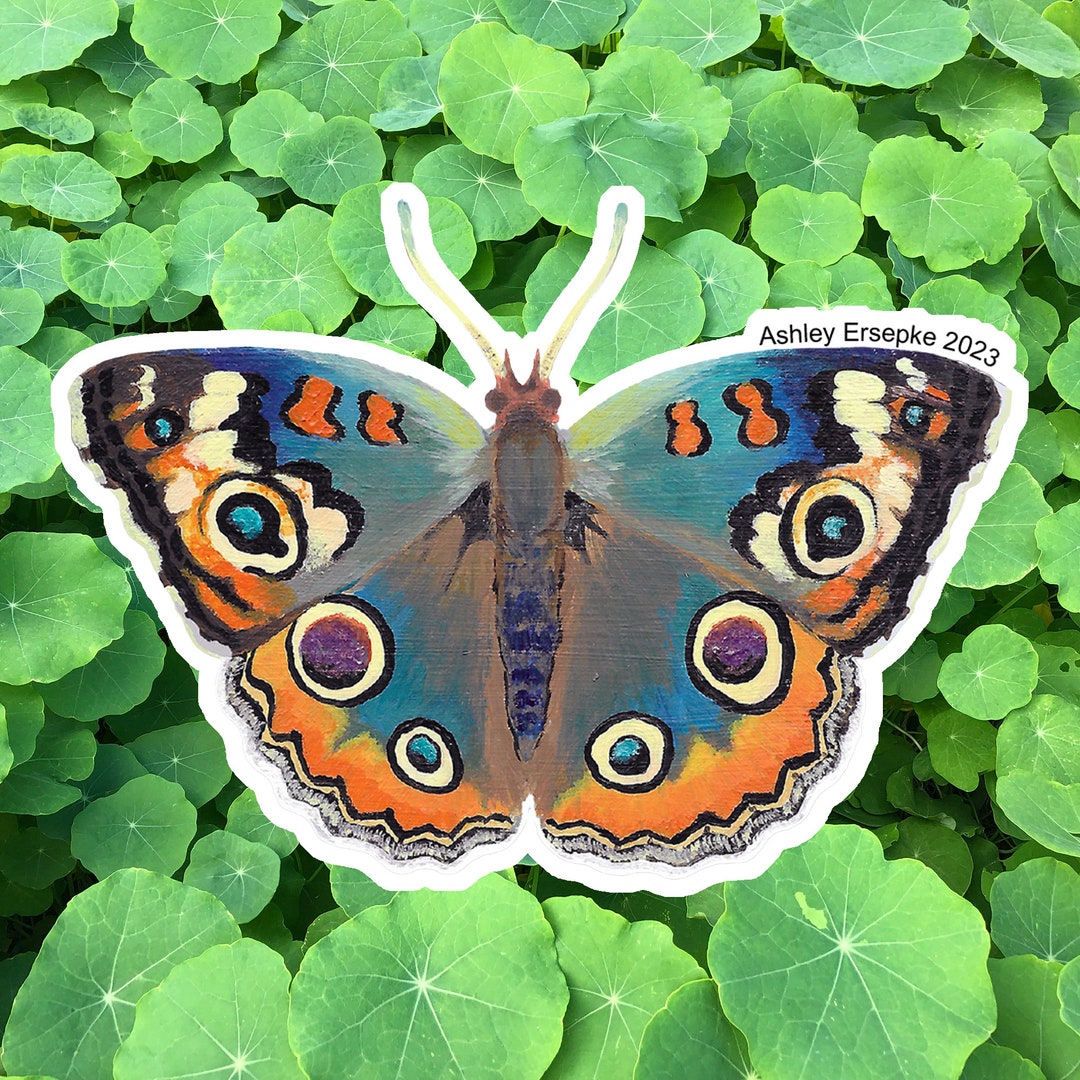Common Buckeye Sticker - 2.5"x3.25" - Etsy