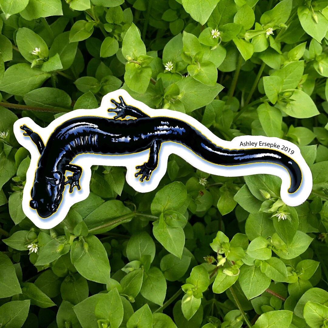 Santa Cruz Black Salamander Sticker - Etsy