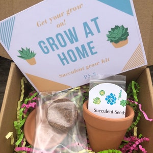 Succulent Grow at Home Starter Kit | Unique Succulent Grow Box ...