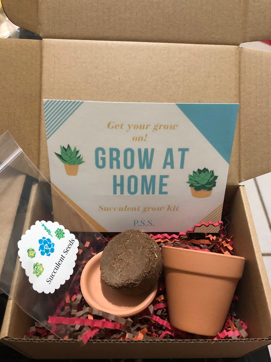 Succulent Grow at Home Starter Kit Unique Succulent Grow Box - Etsy