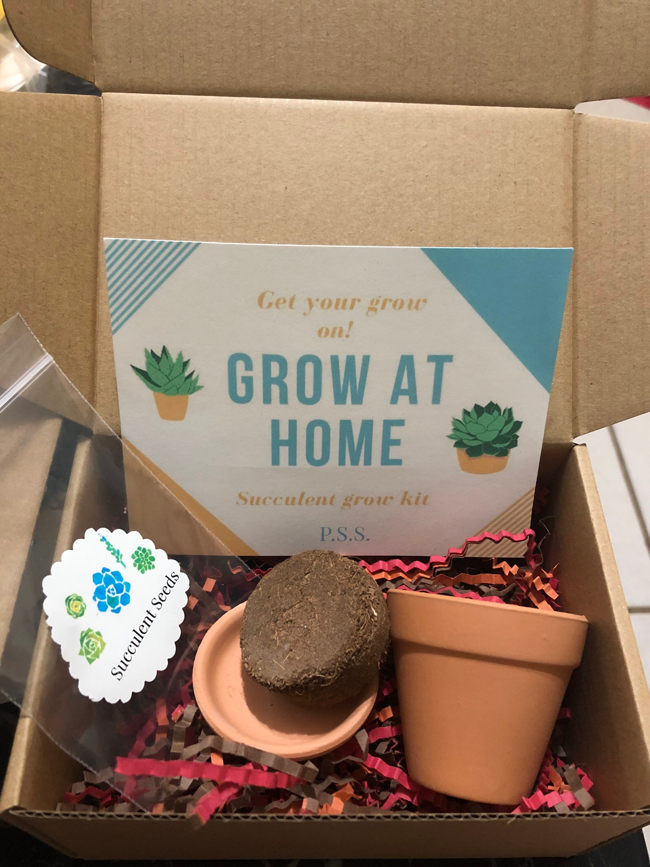 Succulent Grow at Home Starter Kit Unique Succulent Grow Box | Etsy