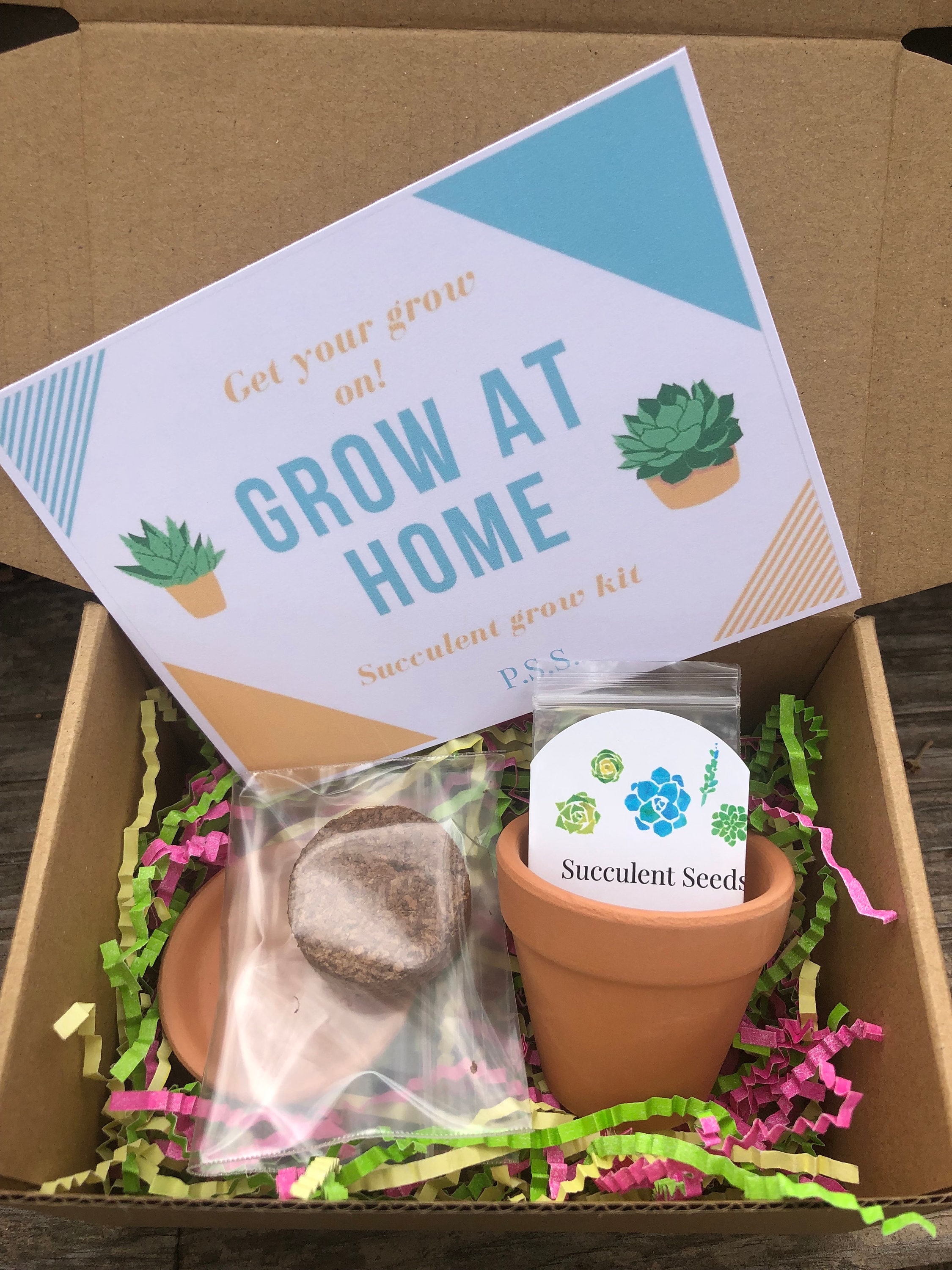 Succulent Grow at Home Starter Kit Unique Succulent Grow Box Perfect ...