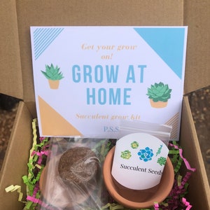 Succulent Grow at Home Starter Kit | Unique Succulent Grow Box ...