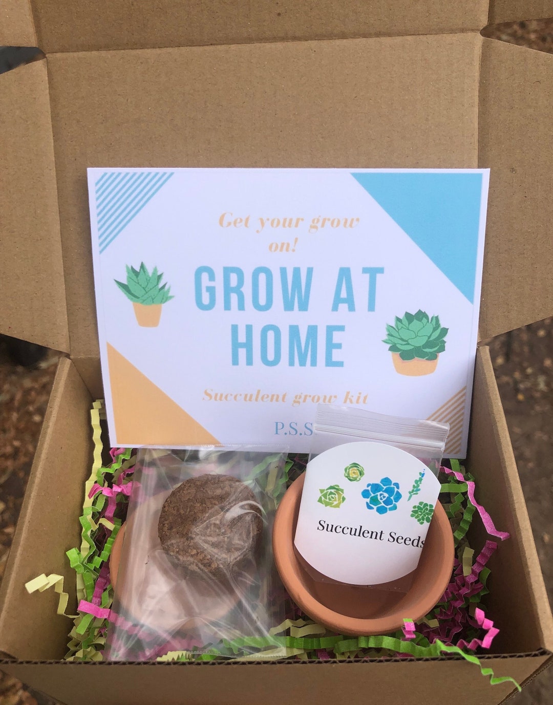 Succulent Grow at Home Starter Kit | Unique Succulent Grow Box ...