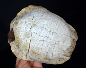 Turtle Shell Real - Etsy
