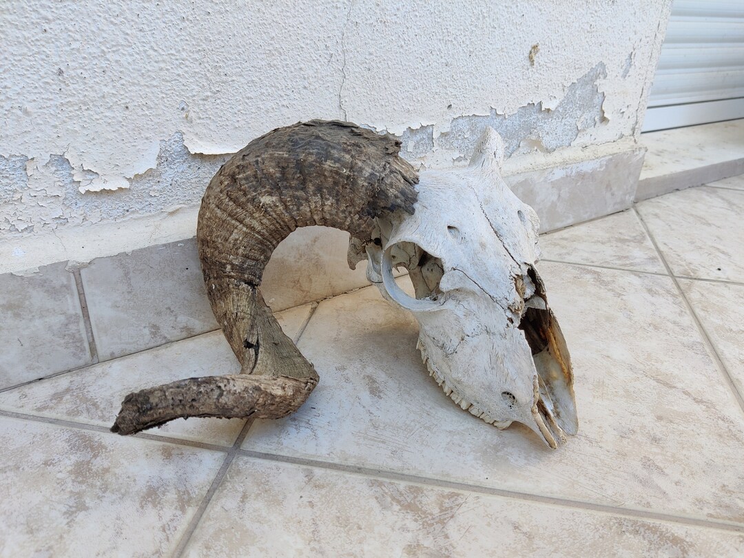 Real Ram Skull With Horn Real Ram Horns Large Big Horns - Etsy