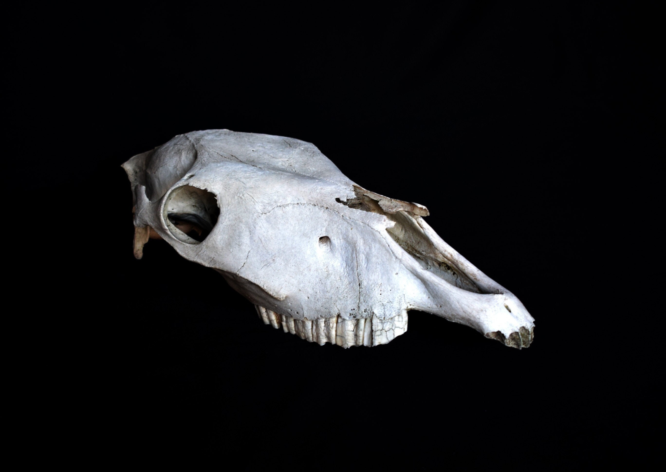 Animal Skull Profile