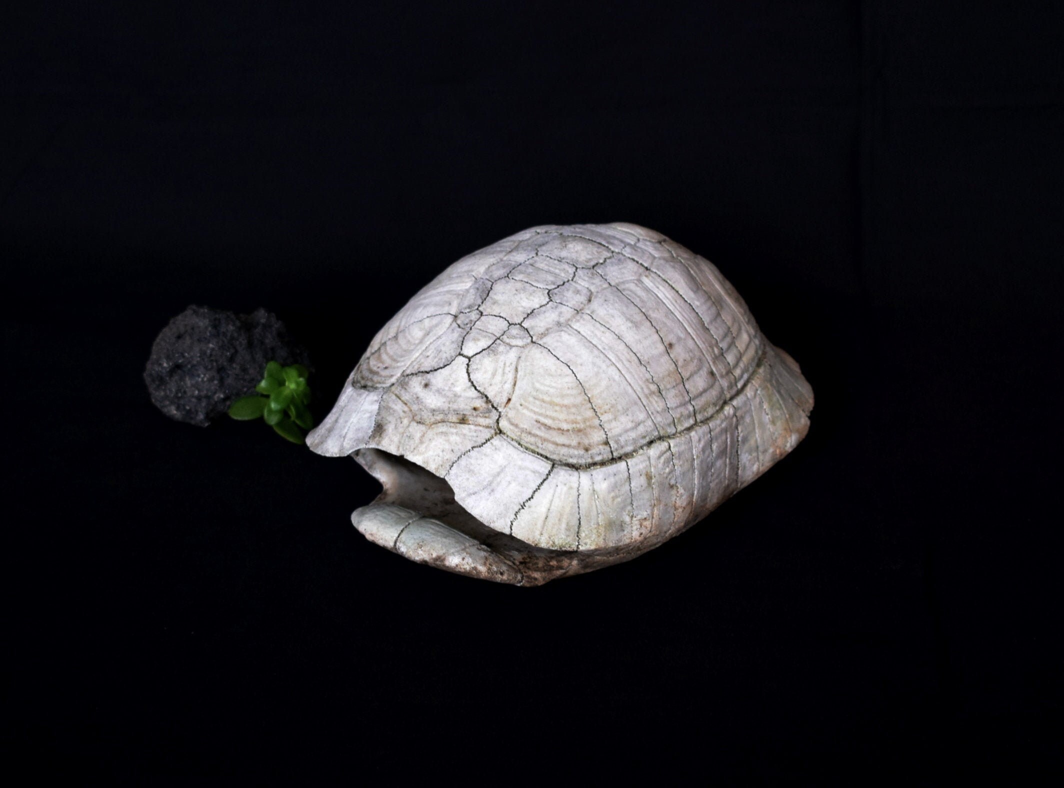 Real Turtle Shell for sale | Only 3 left at -60%