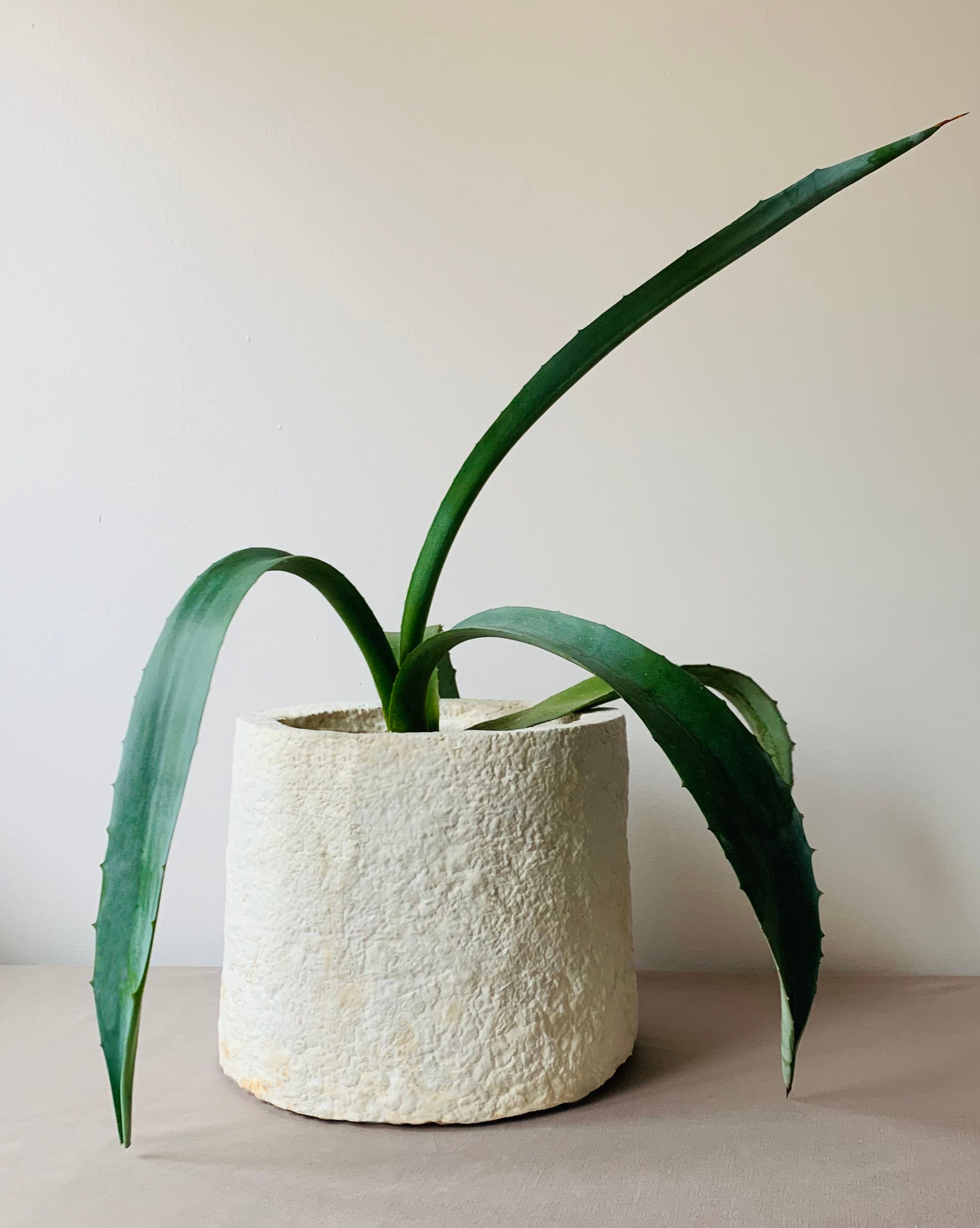 Large Planter, Mycelium Planter, Sustainable Gift, Eco-friendly Product ...