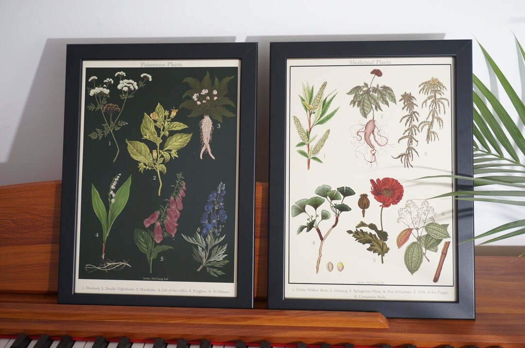 Botanical Posters / Medicinal Plants Poster / Poisonous Plants Poster ...