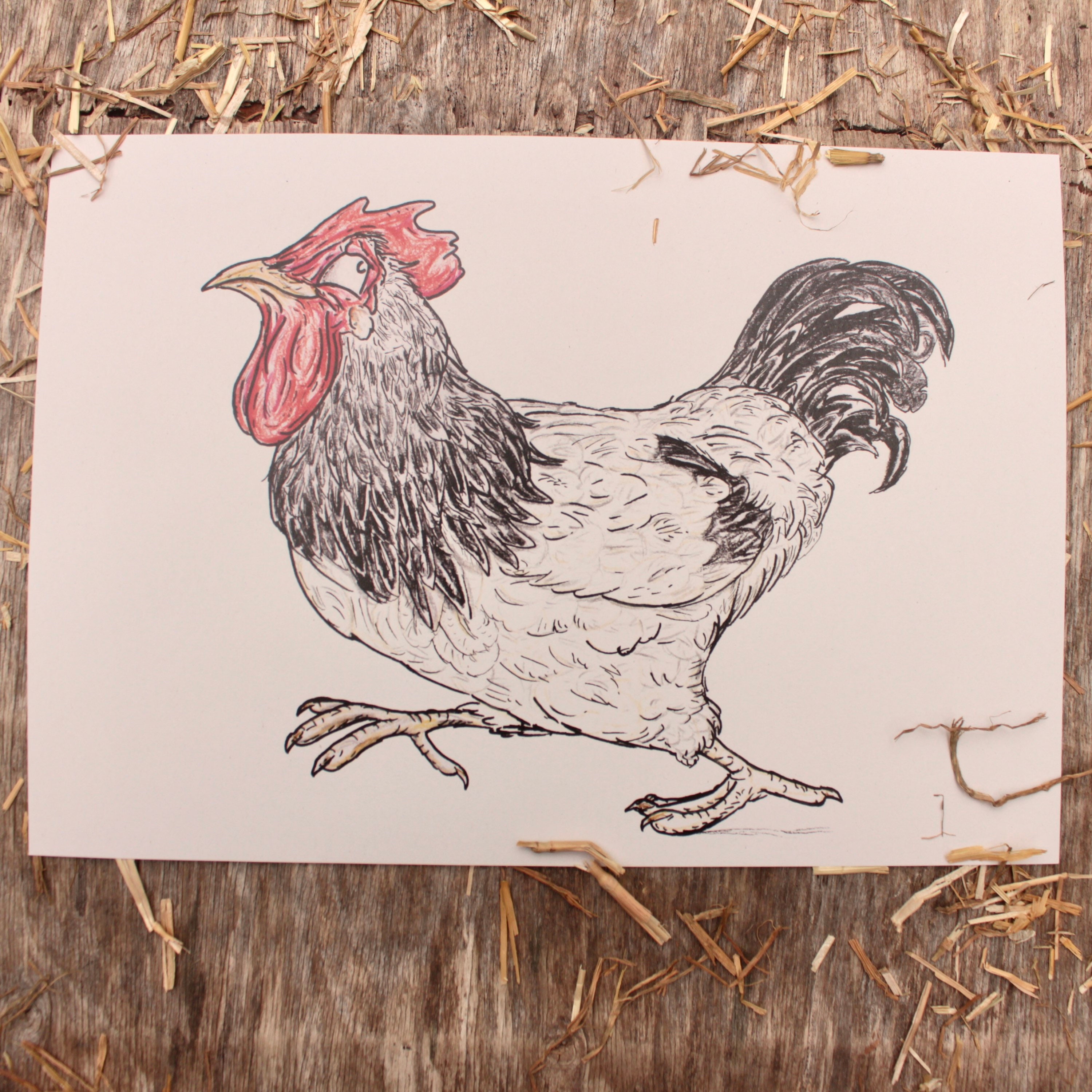 LIMITED EDITION 6 Breeds of Chicken Set of 6 Chicken - Etsy