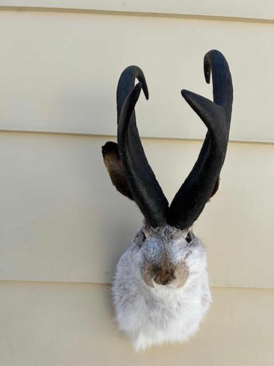 JACKALOPE TAXIDERMY Full Antelope Horns (real Antelope Horns) (real ...