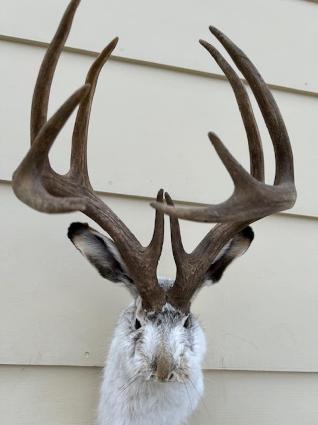 JACKALOPE TAXIDERMY Big Brownie big Heavy Symmetrical 10 Pointer 5X5 ...