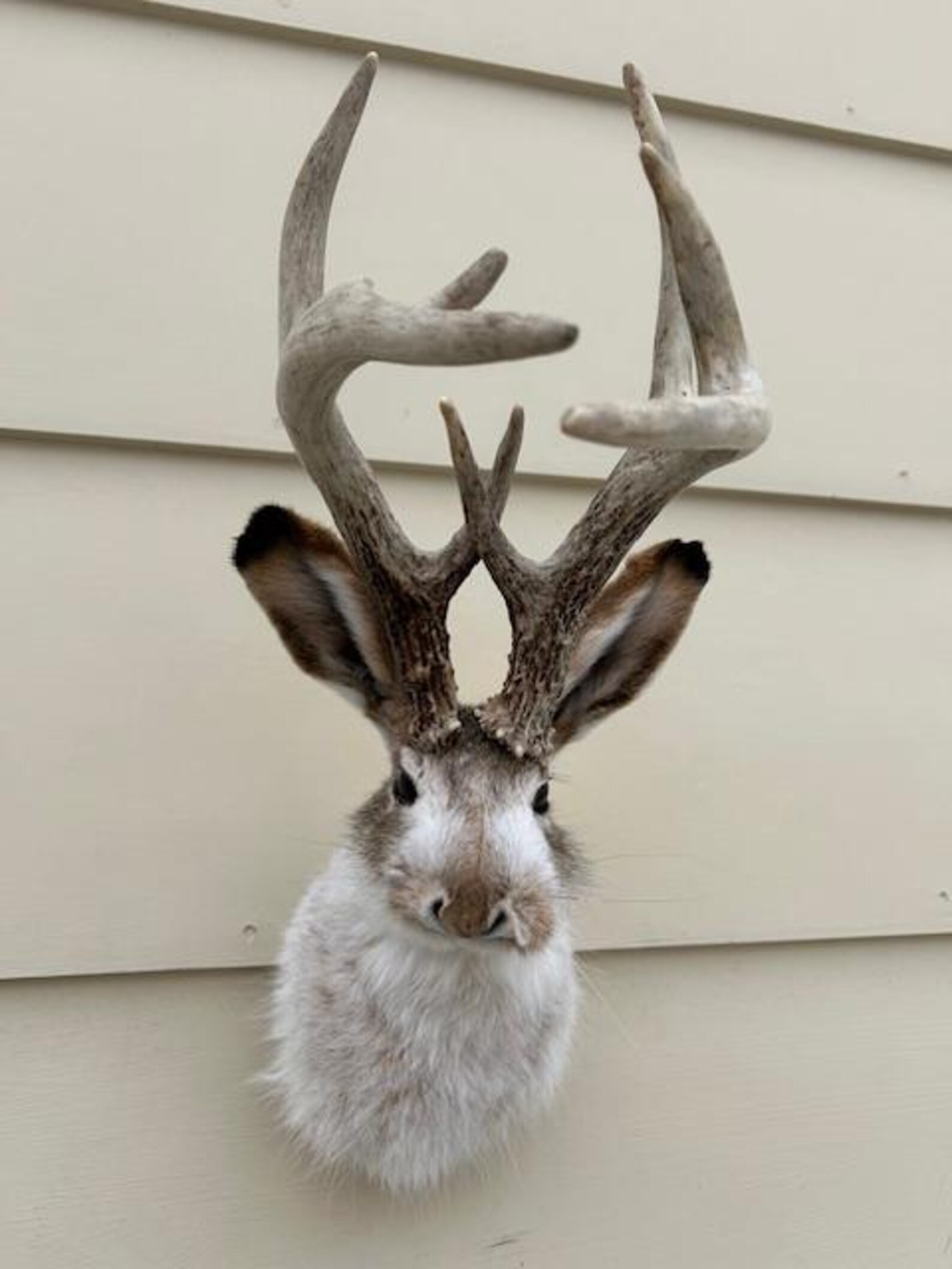 JACKALOPE TAXIDERMY Mount Unique Tall 8 Pointer 4X4, One of a Kind real ...