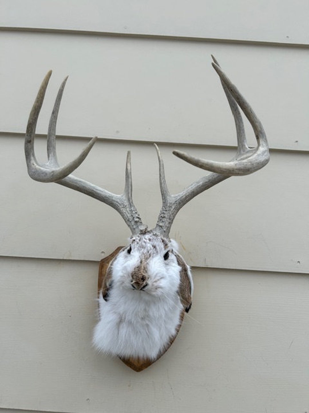 JACKALOPE TAXIDERMY Mount real Jackrabbit/real Deer Antlers Tall/wide ...
