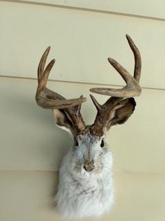 JACKALOPE TAXIDERMY Mount (real Jackrabbit/real Deer Antlers) Real ...