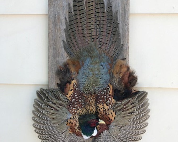 PHEASANT MOUNT TAXIDERMY Raised on Weathered Barn Wood - Etsy