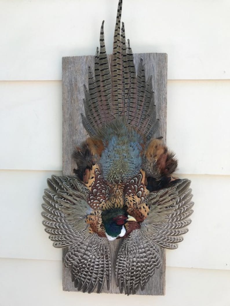 PHEASANT MOUNT TAXIDERMY Raised on Weathered Barn Wood - Etsy