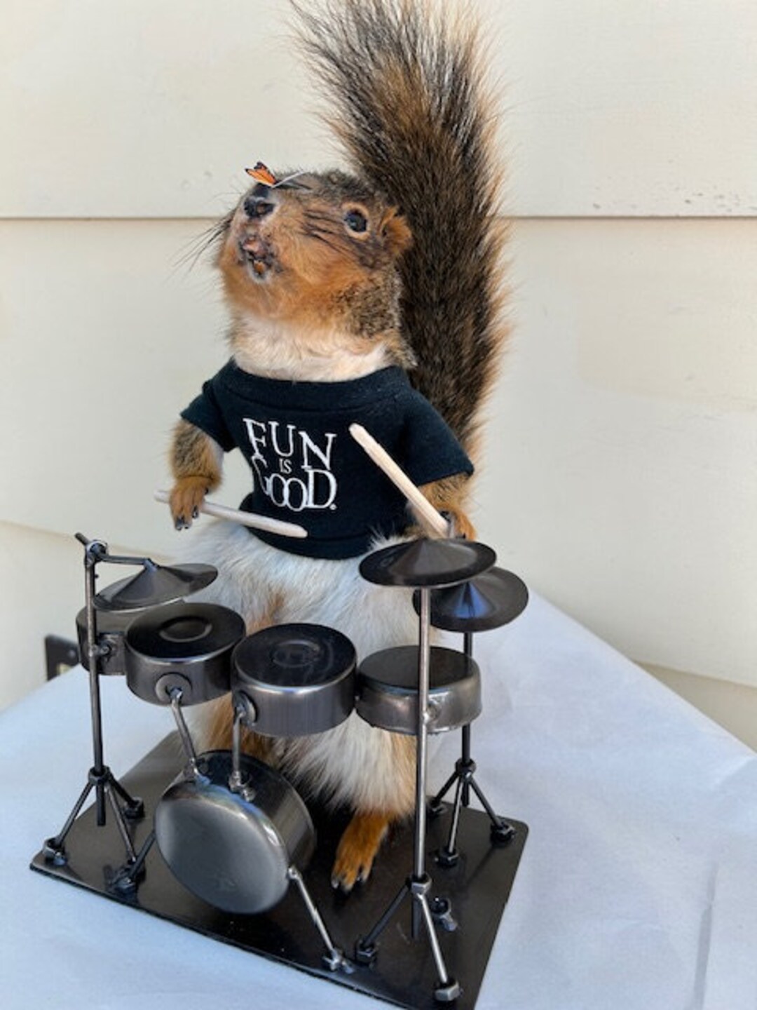 SQUIRREL MOUNT Drummer New Taxidermy Mount - Etsy