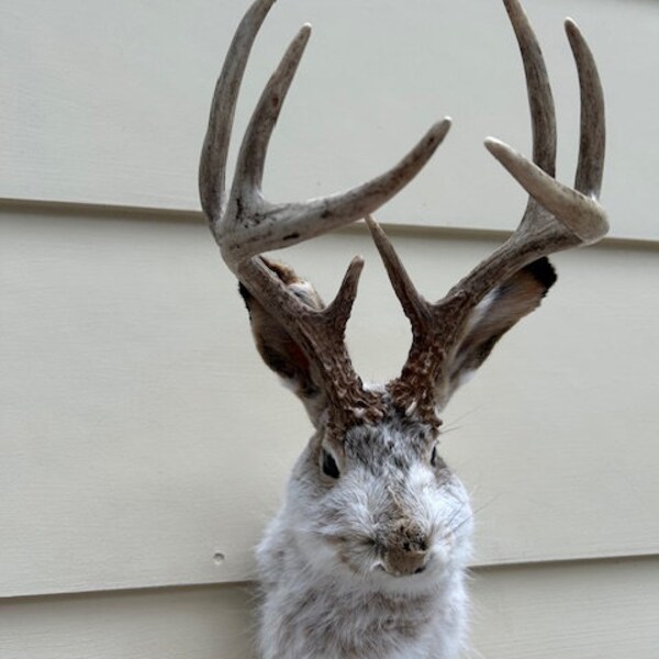Jackelope Taxidermy - Etsy