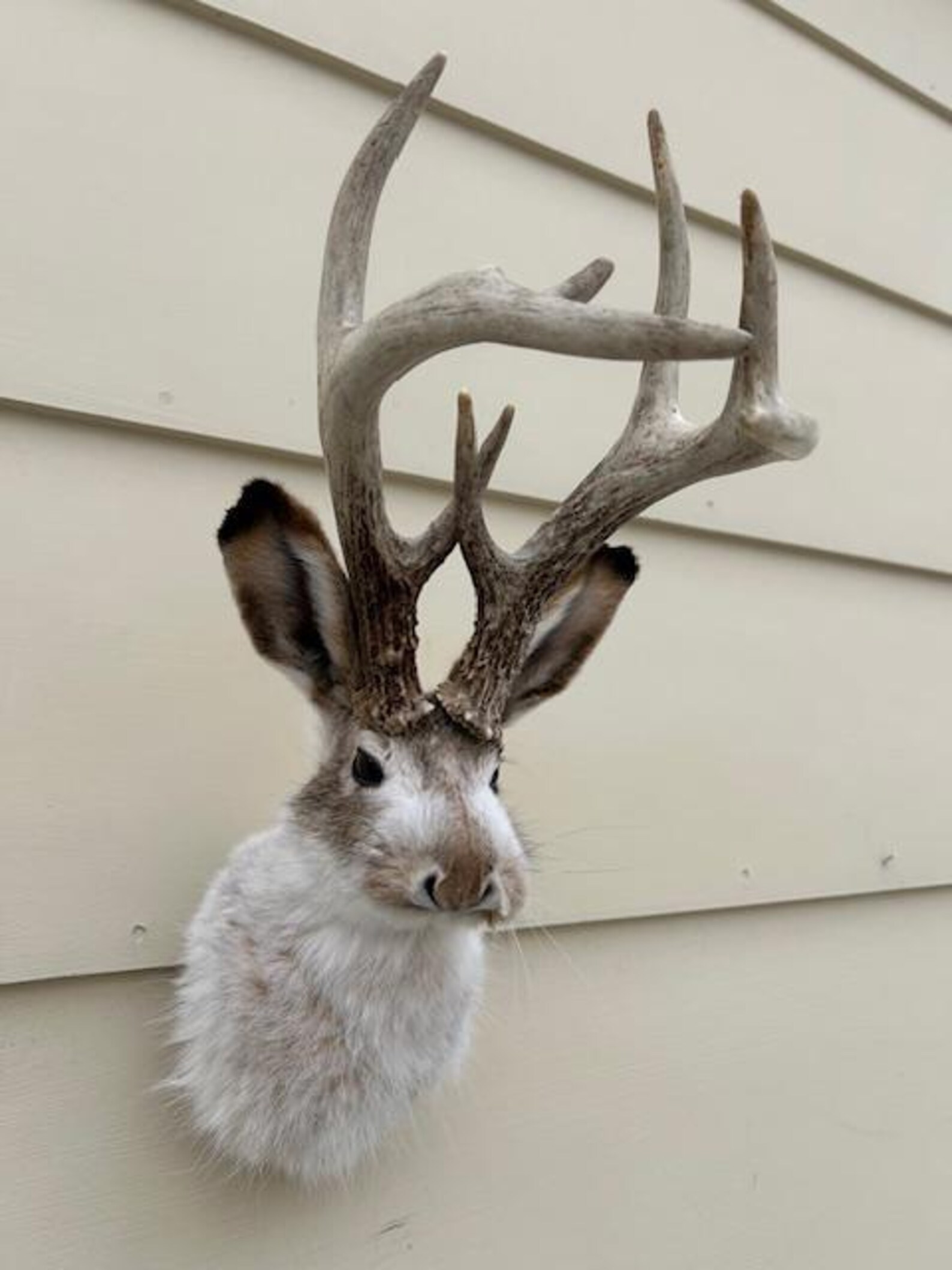 JACKALOPE TAXIDERMY Mount Unique Tall 8 Pointer 4X4, One of a Kind real ...