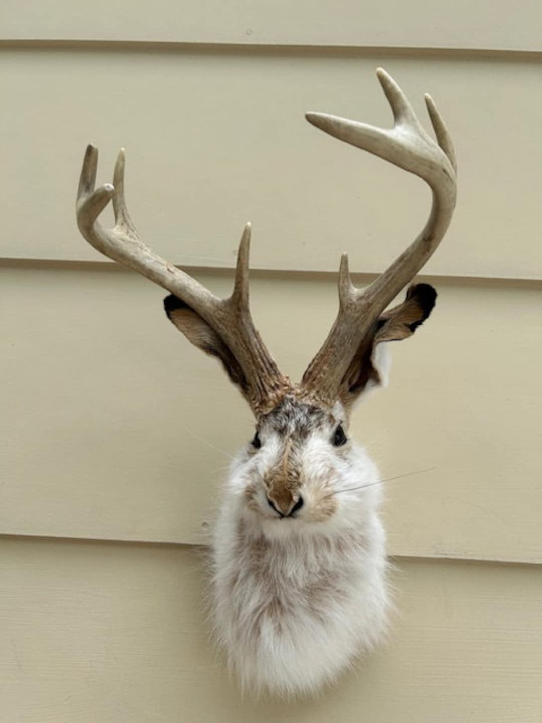 SALE JACKALOPE TAXIDERMY Very Tall and Symmetrical Eight Pointer 4X4 ...