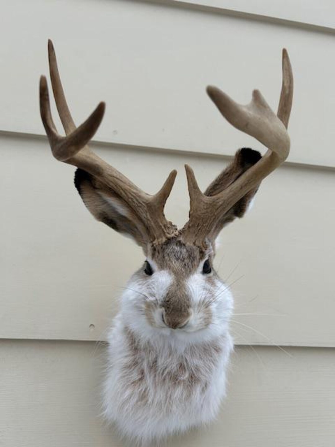 JACKALOPE TAXIDERMY Symmetrical and Brownish Antlered Eight Pointer 4X4 ...