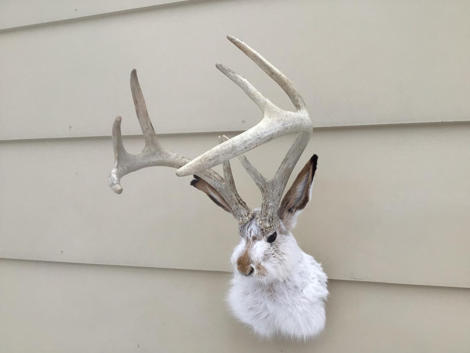JACKALOPE TAXIDERMY Mount (real Jackrabbit/real Deer Antlers) Unique ...