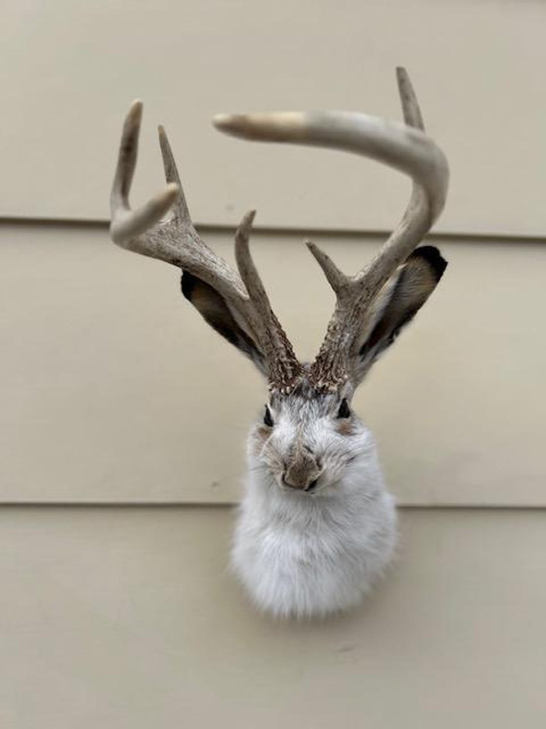 JACKALOPE TAXIDERMY Mount Unique Symmetrical 7 Pointer (3x4)real ...