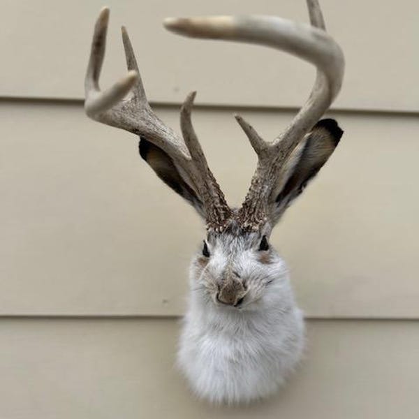 Jackalope Mount - Etsy
