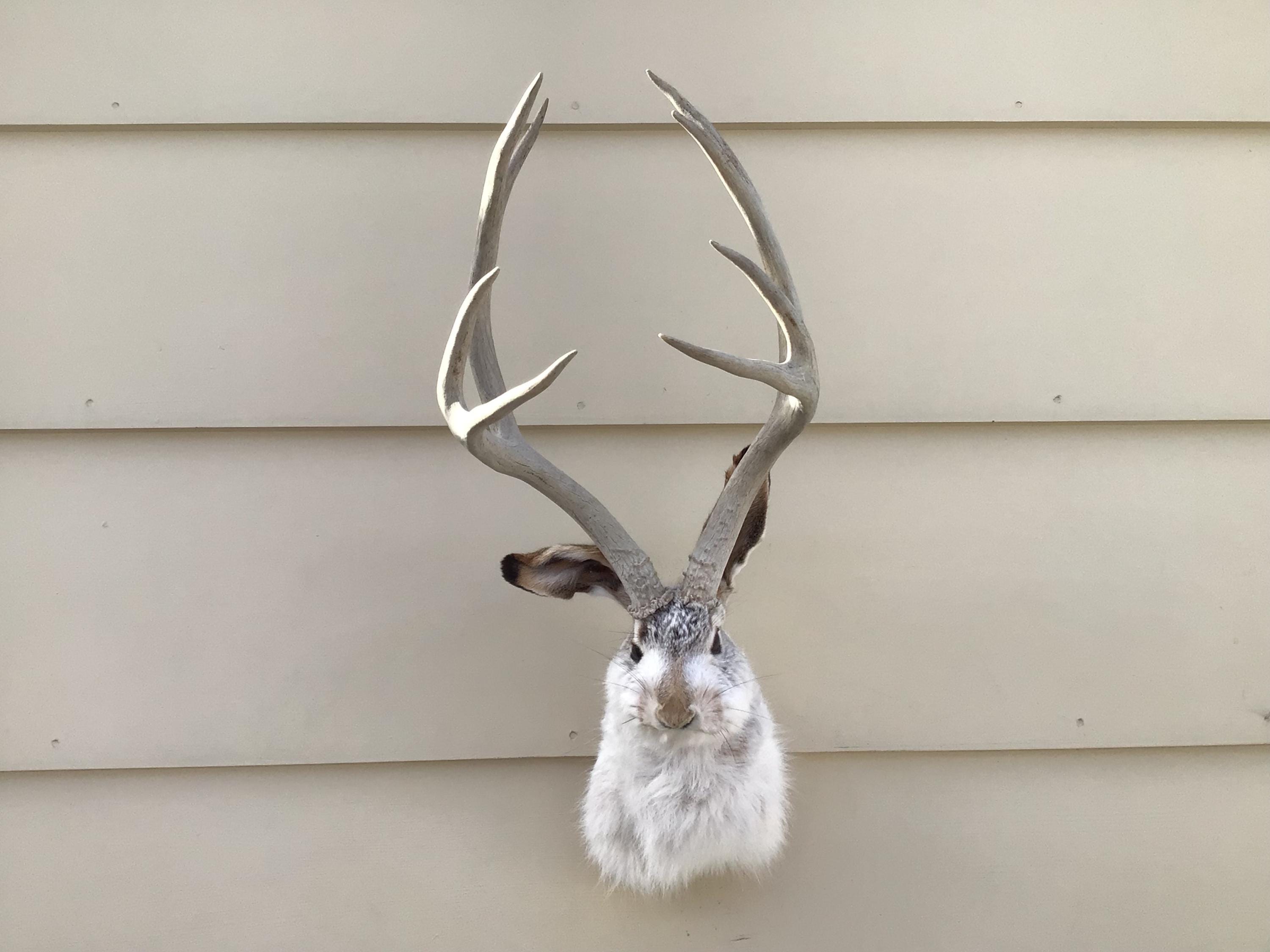 JACKALOPE TAXIDERMY Mount Unique Big and Tall 8 Pointer (4x4),"big 8 ...