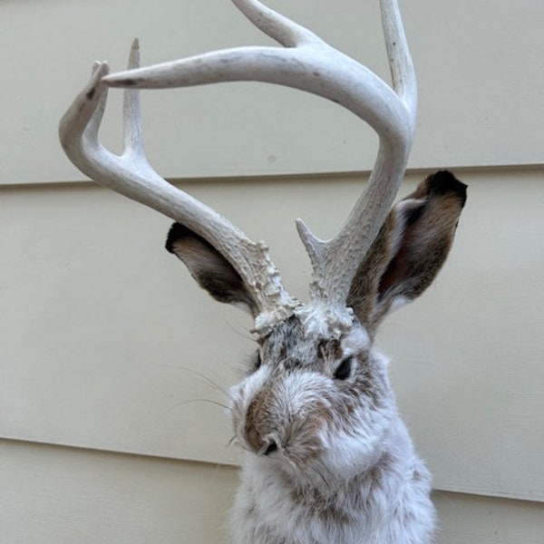 Jackalope Mount - Etsy
