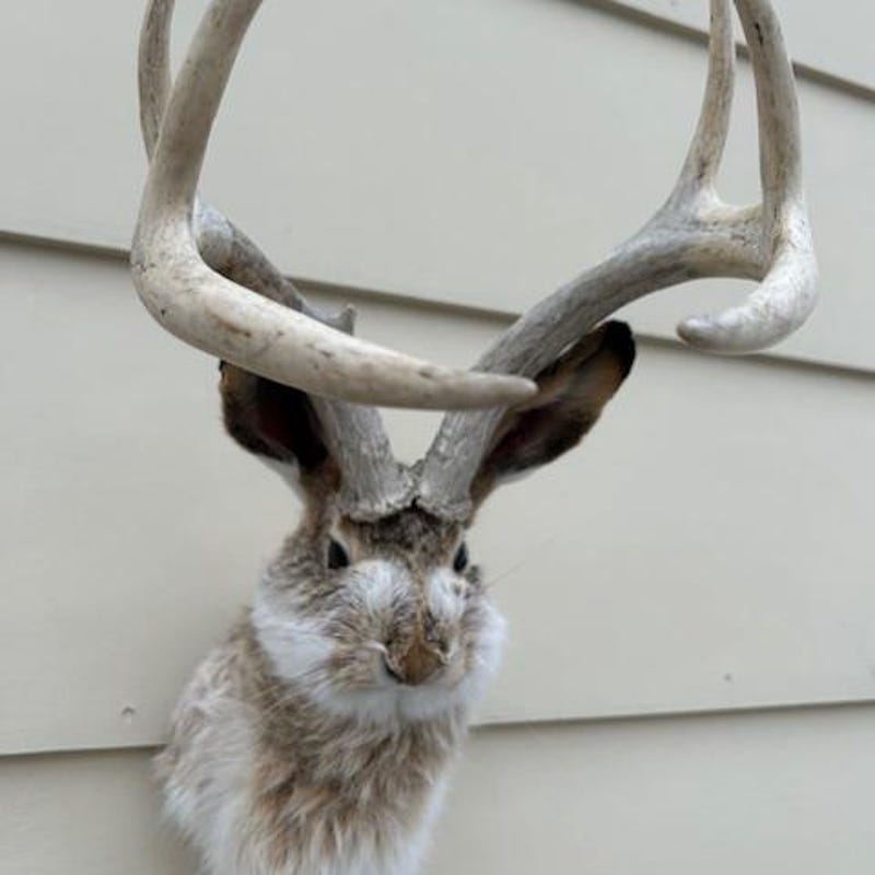 Jackalope Mount - Etsy