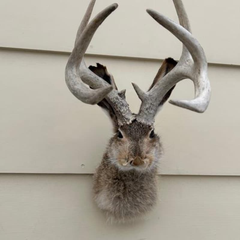 Jackalope Mount - Etsy