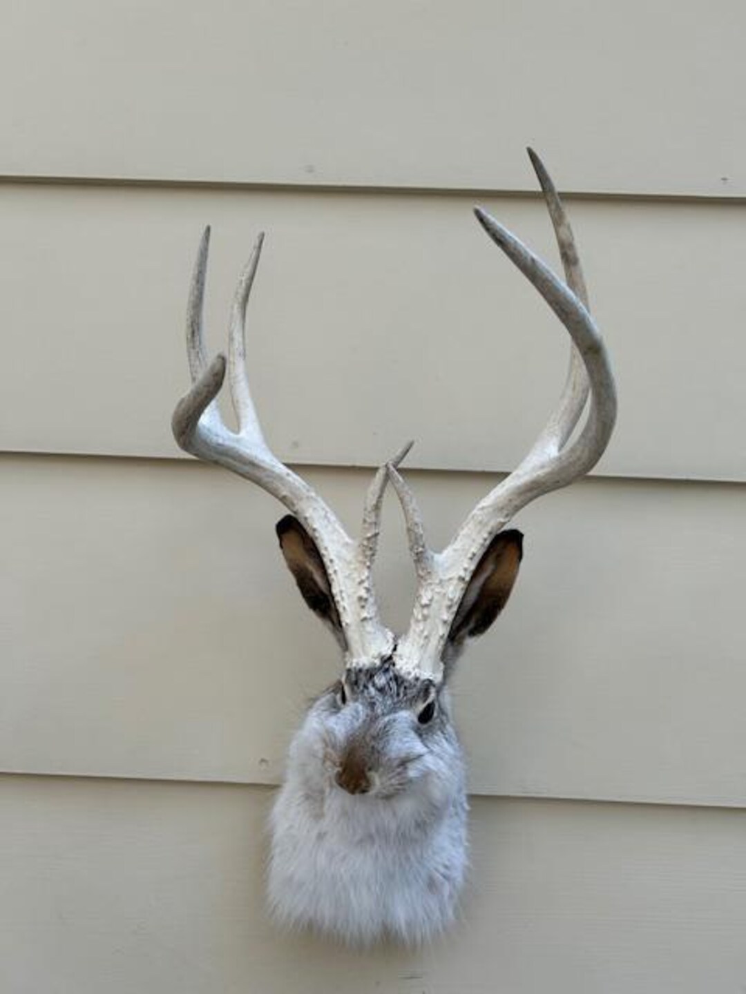 JACKALOPE TAXIDERMY Mount Unique Big and Tall 7 Pointer (4x3),"big 7 ...
