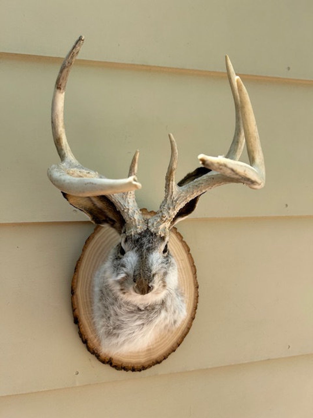 SALE 7-point JACKALOPE TAXIDERMY Wide &tall 3X4 Pointer Deer Antlers ...