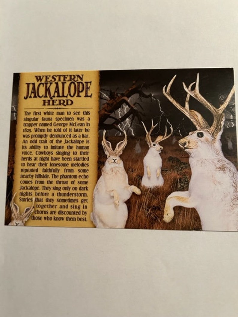 JACKALOPE TAXIDERMY Mount 6-pointer (3X3) Extremely Symmetrical and ...