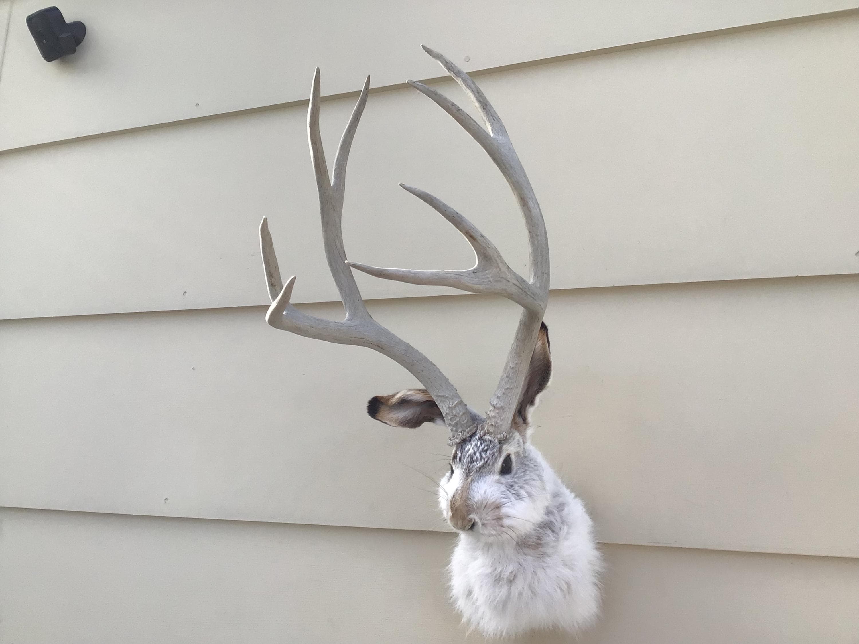 JACKALOPE TAXIDERMY Mount Unique Big and Tall 8 Pointer (4x4),"big 8 ...