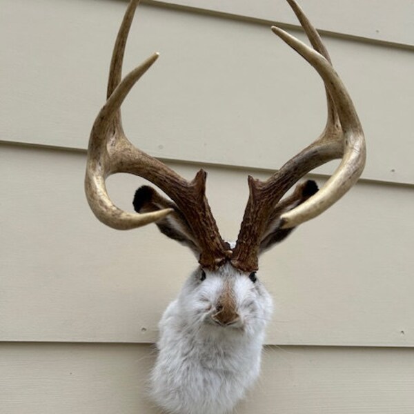 Jackalope - Etsy