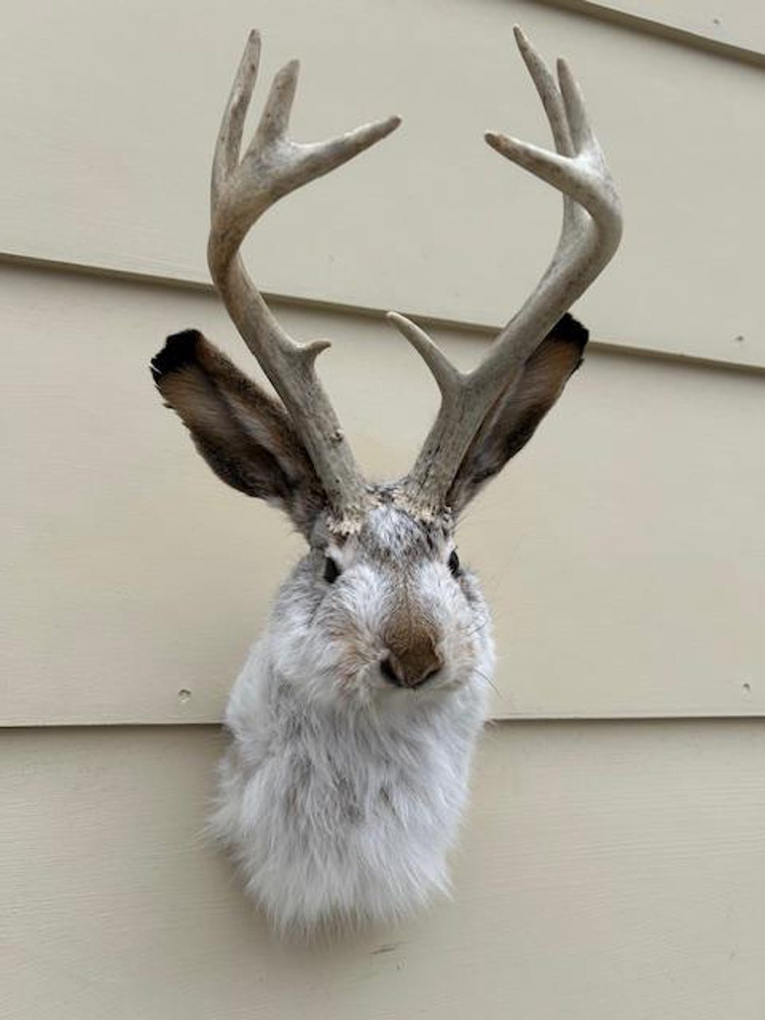JACKALOPE TAXIDERMY Mount real Jackrabbit/real Deer Antlers Tall Eight ...