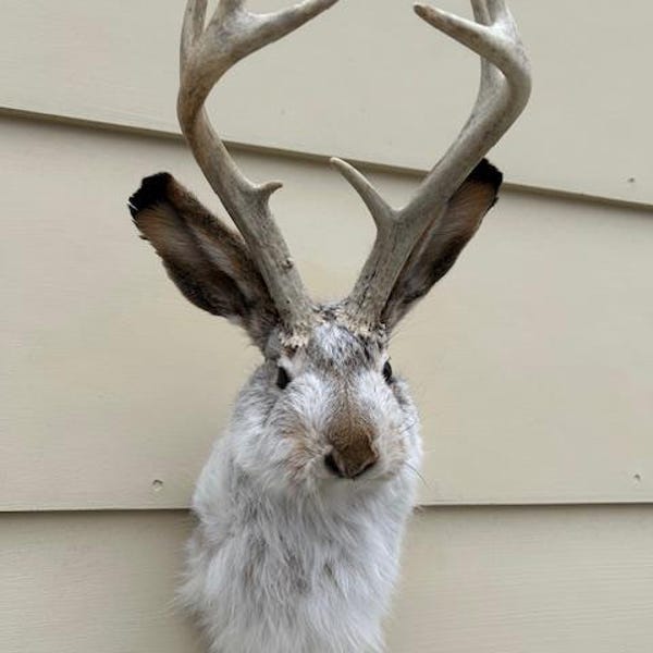 Jackalope Mount - Etsy