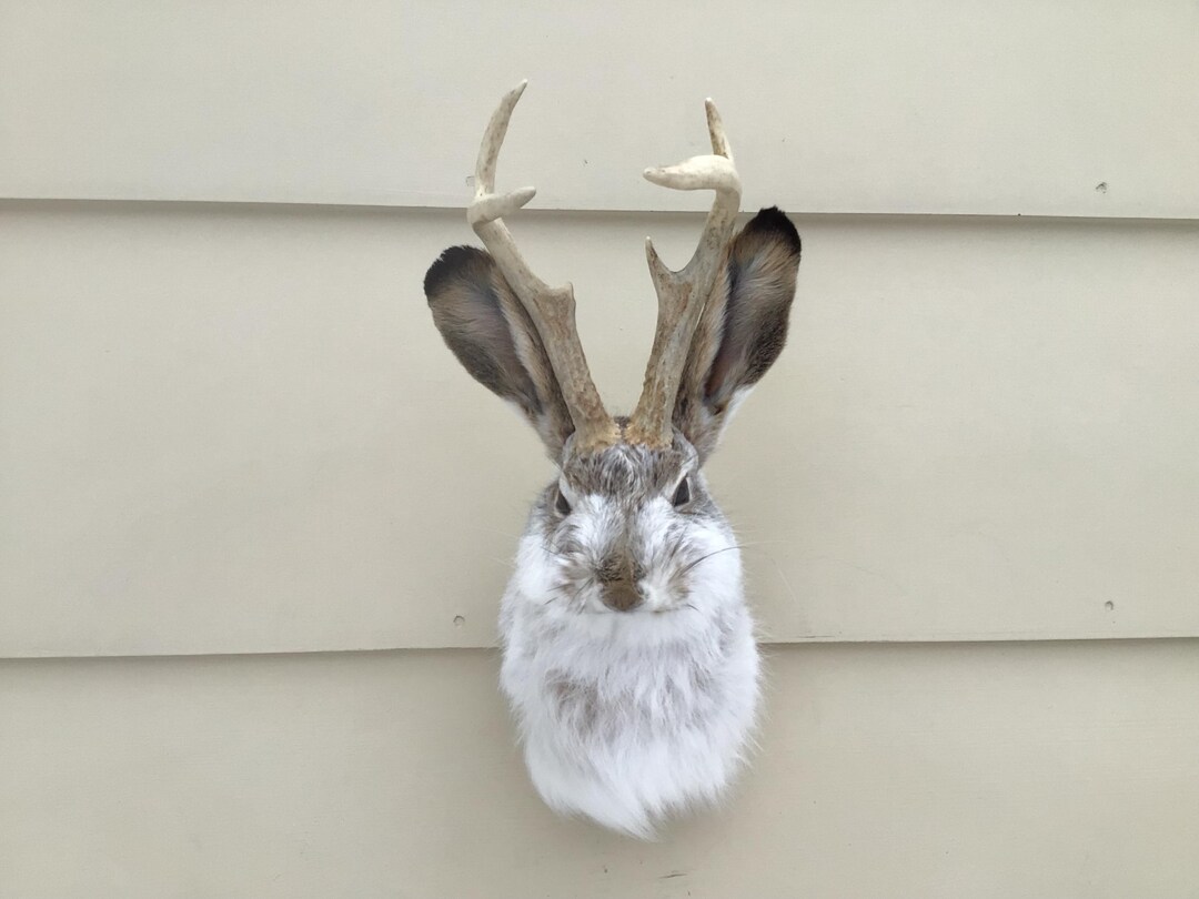 JACKALOPE TAXIDERMY Mount 6-pointer (3X3) Extremely Symmetrical and ...