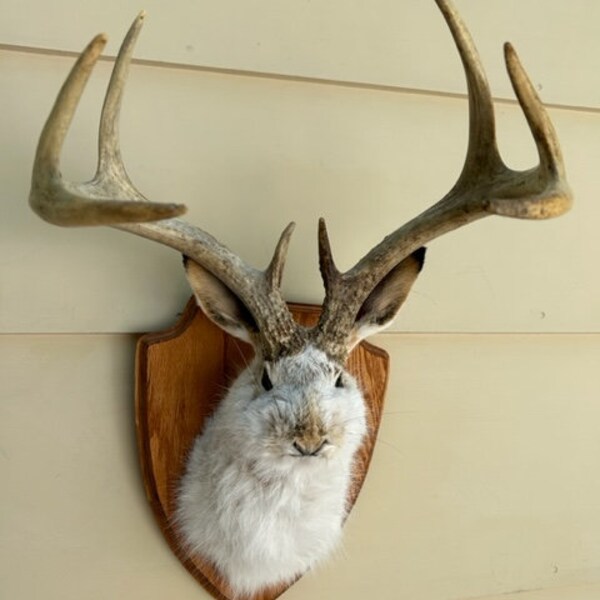 Jackalope - Etsy